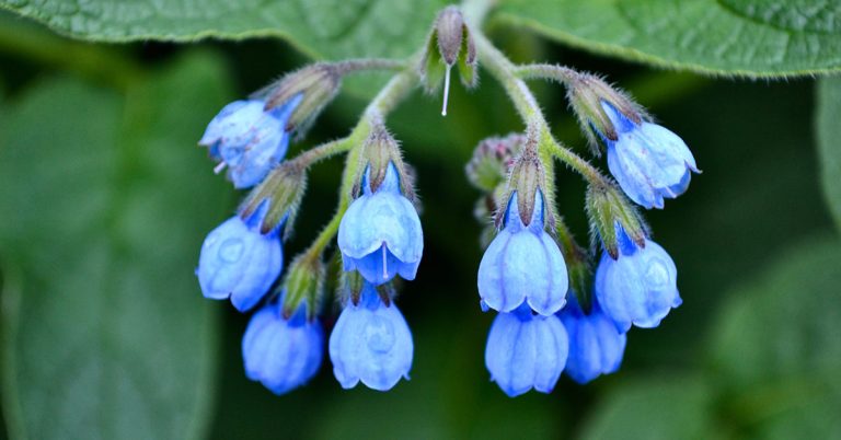 How To Grow Comfrey - The Garden Magazine