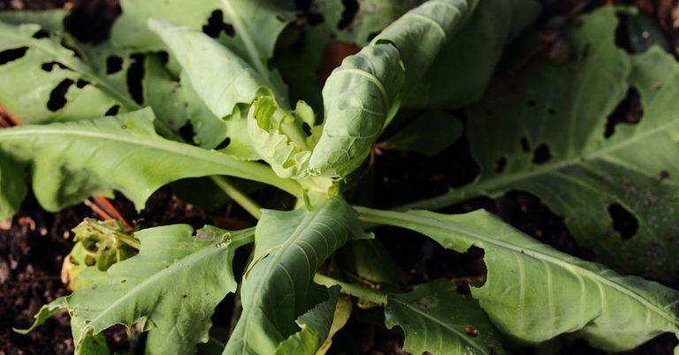 Why Are My Broccoli Leaves Turning Yellow? - The Garden Magazine