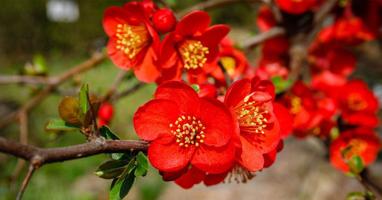 9 Of The Best Fruit Trees That Tolerate Cold Climates - The Garden Magazine