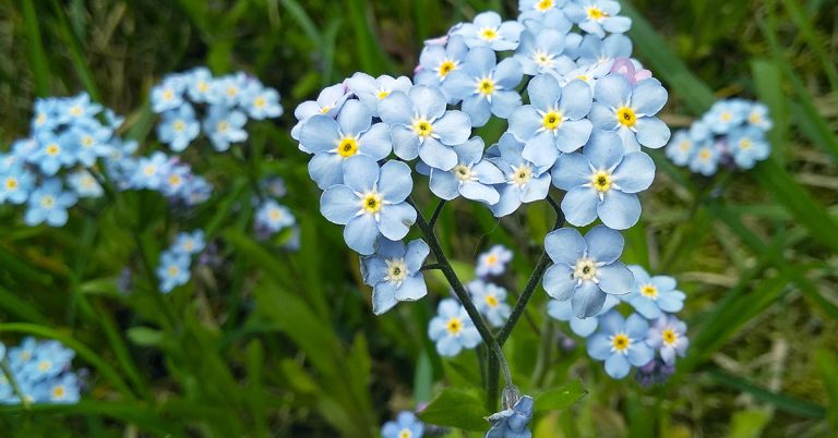 10 Flowers That Bloom in May - The Garden Magazine