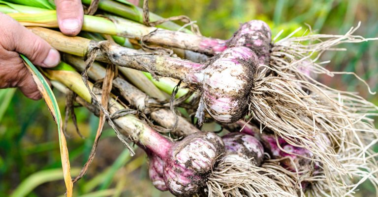 Best Fertilizer For Garlic | When To Feed Your Garlic - The Garden Magazine