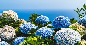 13 Flowers That Bloom In June - The Garden Magazine