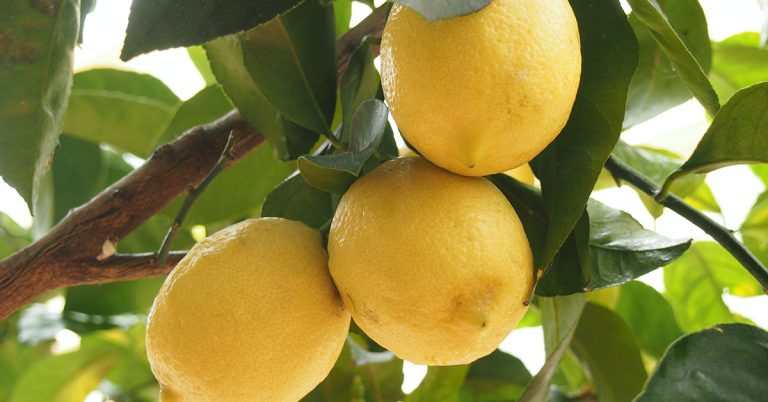 How Long Do Lemon Trees Take To Grow & Bear Fruit? - The Garden Magazine