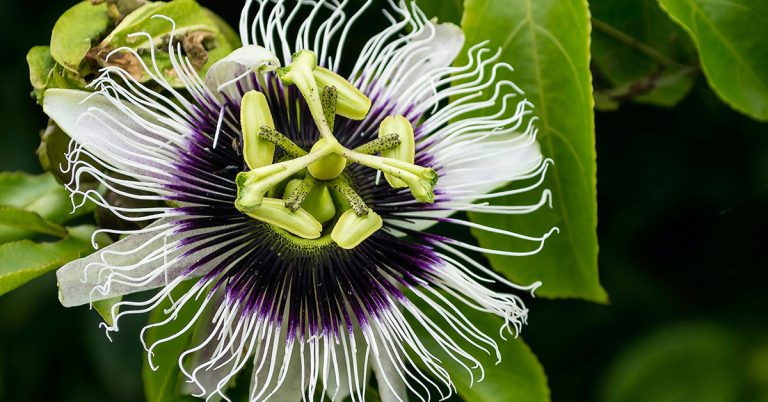 12 Fruit Bearing Plants You Should Start Growing As Soon As Possible ...