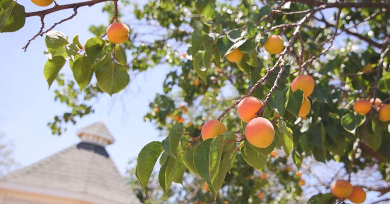 9 Of The Best Fruit Trees That Tolerate Cold Climates - The Garden Magazine
