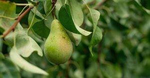 9 Of The Best Fruit Trees That Tolerate Cold Climates - The Garden Magazine