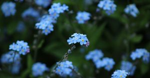 12 Flowers that Bloom in March - The Garden Magazine