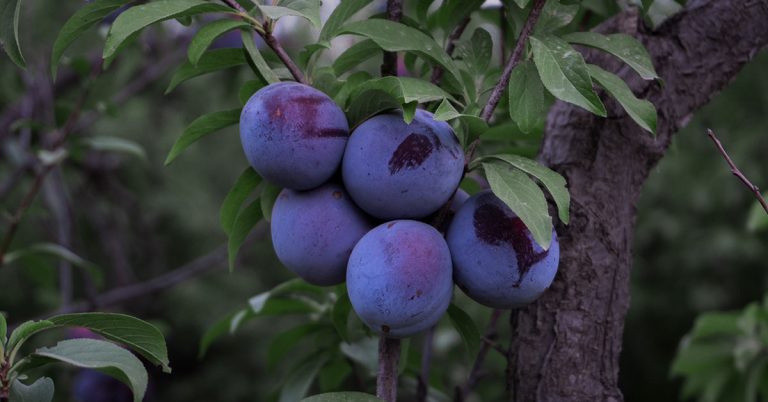 9 Of The Best Fruit Trees That Tolerate Cold Climates - The Garden Magazine