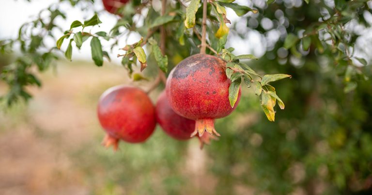 12 Fall Fruits to Harvest and Preserve - The Garden Magazine