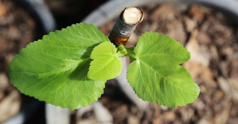 How To Propagate A Fig Tree - The Garden Magazine