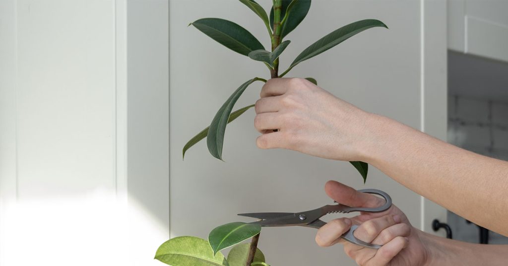 How To Propagate Rubber Plant - The Garden Magazine