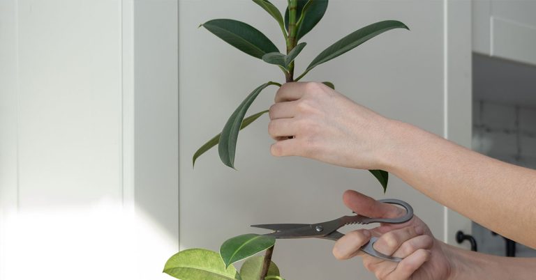 How To Propagate Rubber Plant - The Garden Magazine