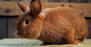 Comprehensive Guide To New Zealand Rabbits - The Garden Magazine