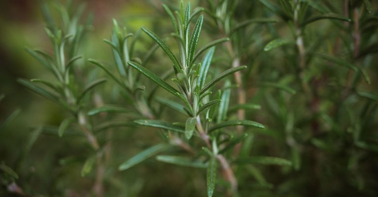 20 Medicinal Plants and Their Health Benefits + 10 Companion Plants To ...