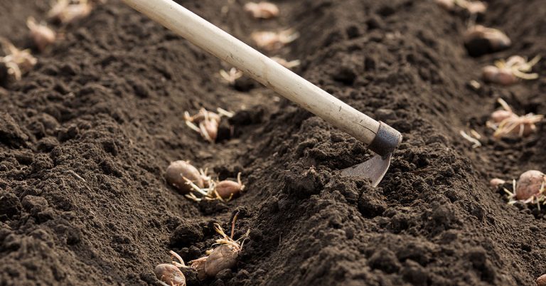 When To Plant Potatoes In Arizona - The Garden Magazine