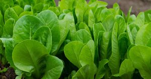 15 Best Vegetables For A Short Growing Season - The Garden Magazine