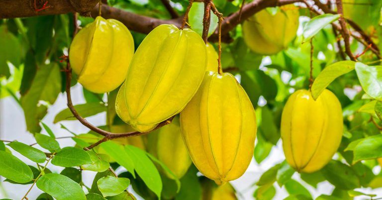 19 Fruit Trees That Grow In Zone 10 - The Garden Magazine