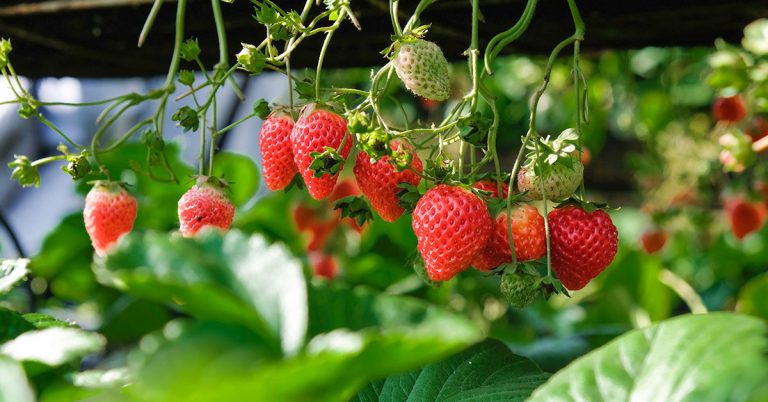 Tucson, AZ USDA Hardiness Zone Map & Planting Guide - The Garden Magazine