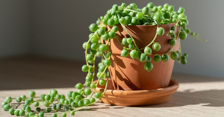 How To Propagate String Of Pearls - The Garden Magazine