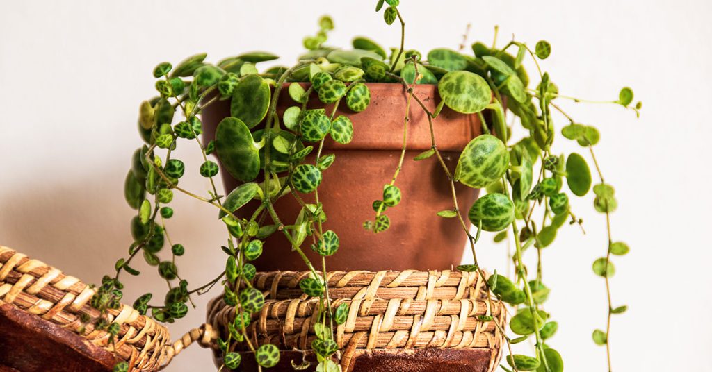 How To Propagate a String Of Turtles - The Garden Magazine