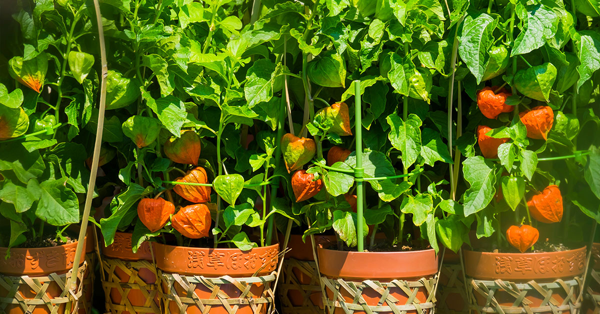 Winter Cherry Plant Growing & Care Guide - The Garden Magazine