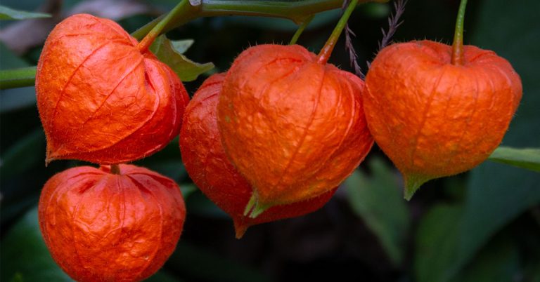 Winter Cherry Plant Growing & Care Guide - The Garden Magazine