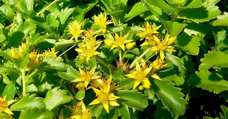 17 Plants With Adorable Tiny Flowers - The Garden Magazine