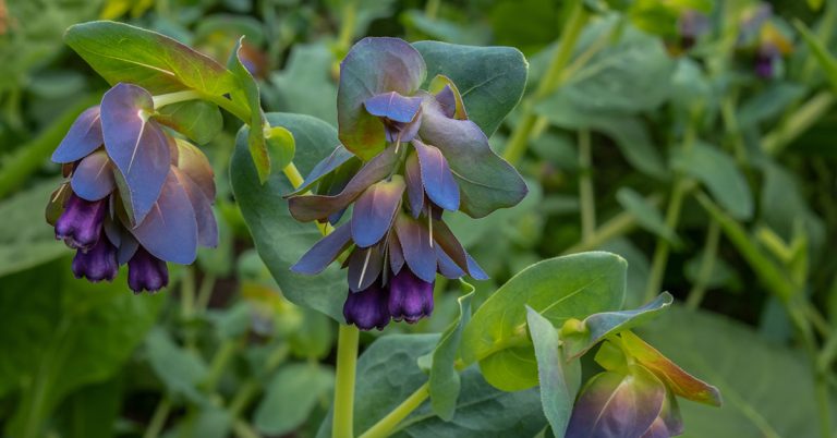 Blue Shrimp Plant Growing and Care Guide - The Garden Magazine