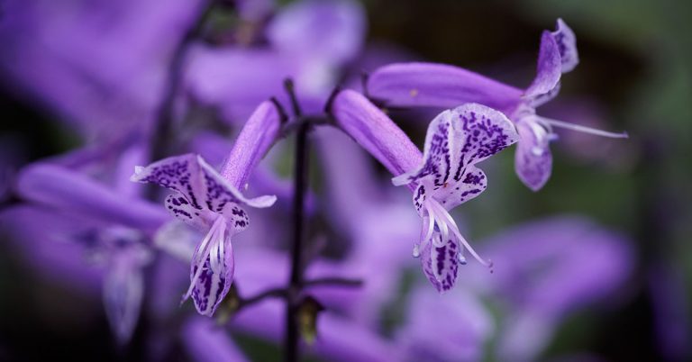 Spurflower Growing and Care Guide - The Garden Magazine