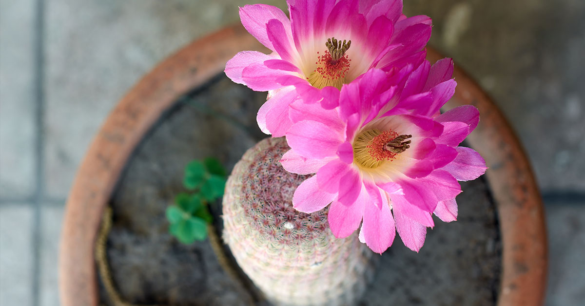 Purple Cactus Varieties: Popular Purple Cacti - The Garden Magazine
