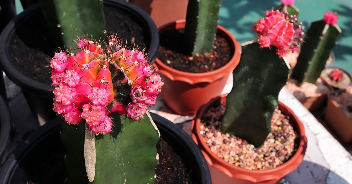 Purple Cactus Varieties: Popular Purple Cacti - The Garden Magazine