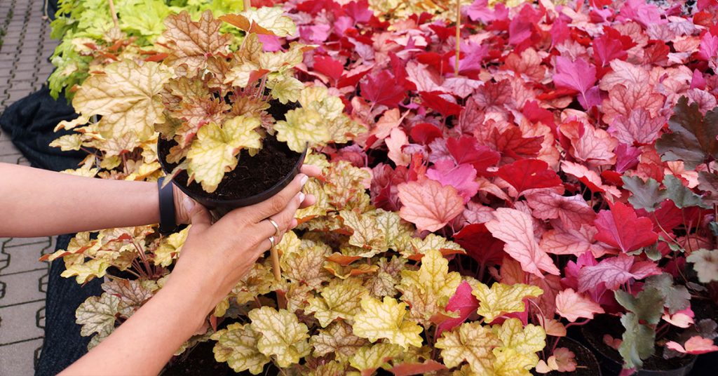 Heucherella Growing & Care Guide - The Garden Magazine