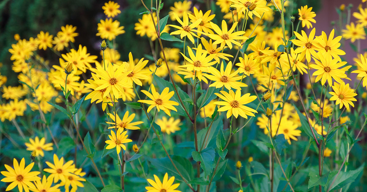 Perennial Vegetables That Grow Back Every Year - The Garden Magazine