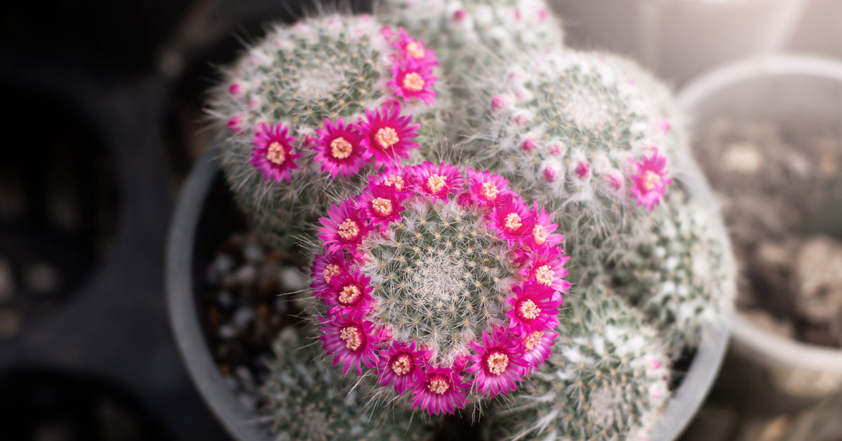 Purple Cactus Varieties: Popular Purple Cacti - The Garden Magazine
