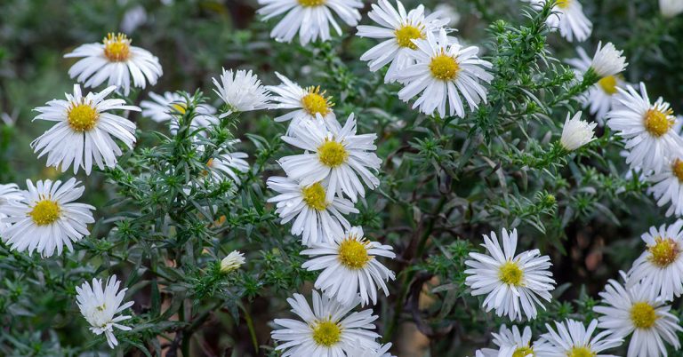 White Daisy Varieties For Your Garden - The Garden Magazine