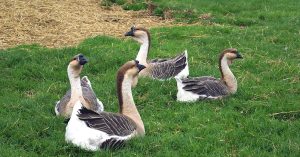 African Geese Breed & Care Guide - The Garden Magazine