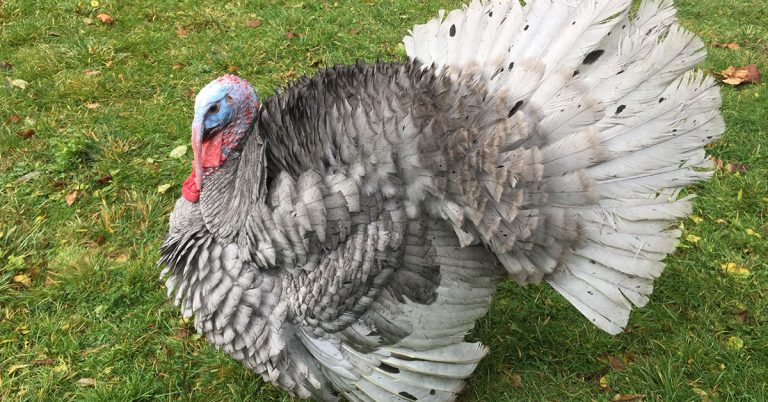 Blue Slate Turkey Breed & Care Guide - The Garden Magazine