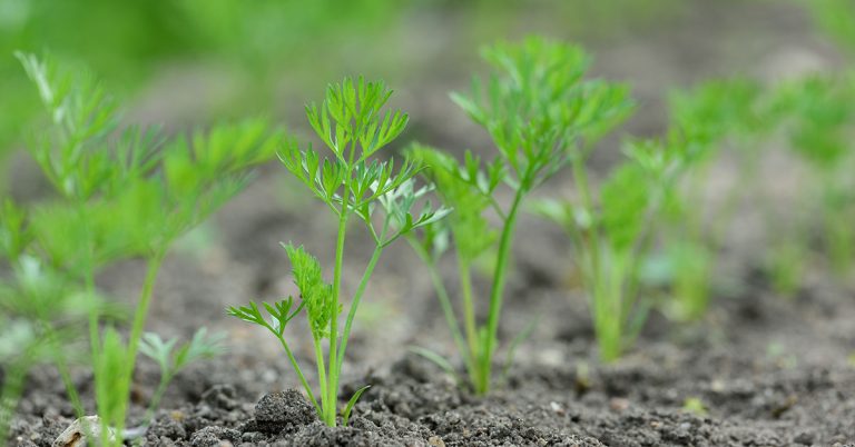 12 Gardening Tips For Growing Your Own Fennel - The Garden Magazine
