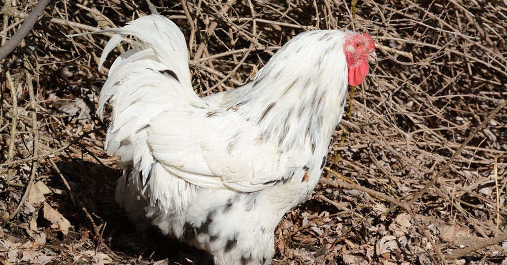 Chantecler Chicken Breed & Care Guide - The Garden Magazine