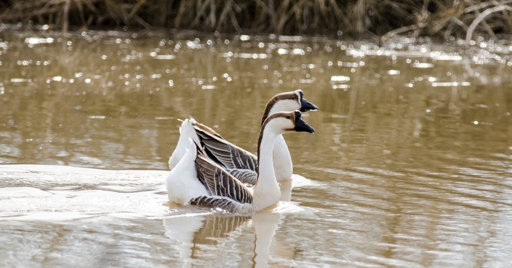 Chinese Geese Breed & Care Guide - The Garden Magazine