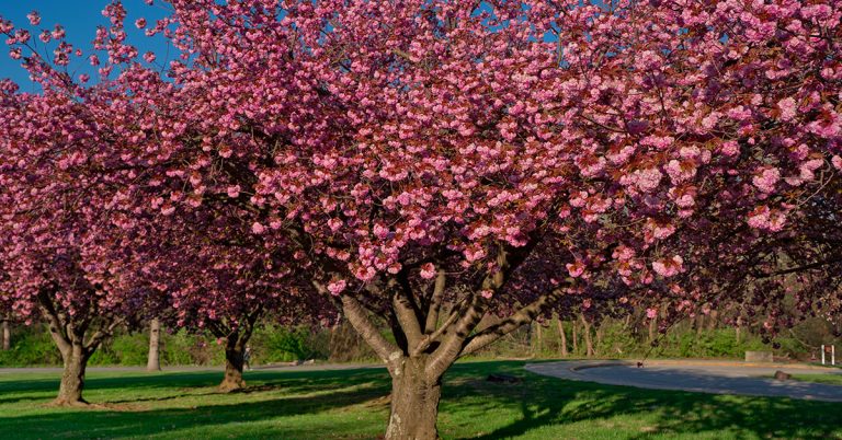 These Are The Best 10 Shade Trees You Can Plant In Your Yard - The ...
