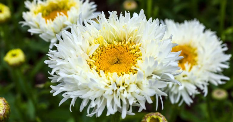 These 29 Flowers Represent Love & Romance - The Garden Magazine