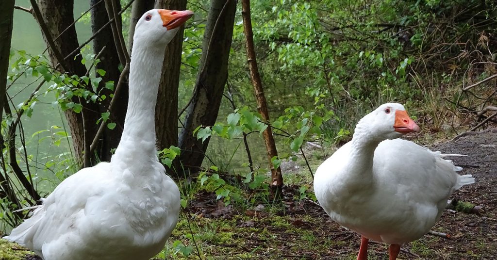 Emden Geese Breed & Care Guide - The Garden Magazine