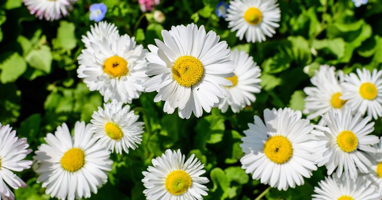 White Daisy Varieties For Your Garden - The Garden Magazine