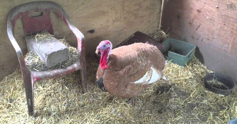 Jersey Buff Turkey Care Guide - The Garden Magazine