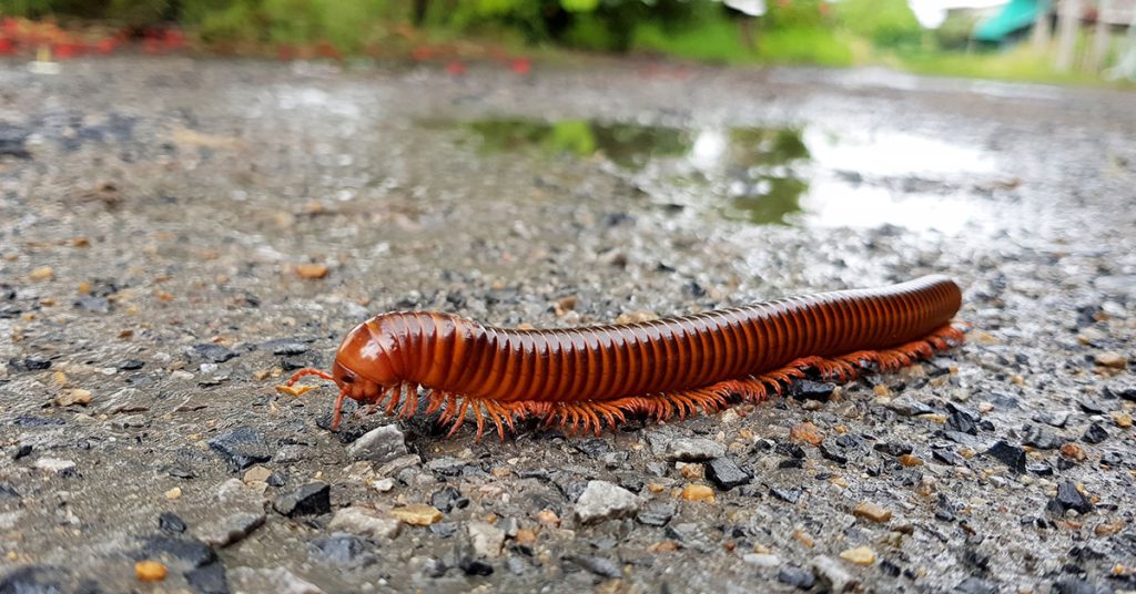 How To Get Rid Of Millipedes - The Garden Magazine
