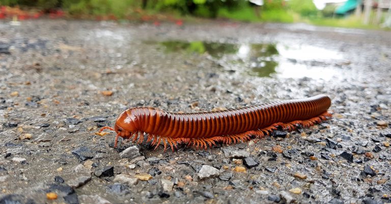 How To Get Rid Of Millipedes - The Garden Magazine