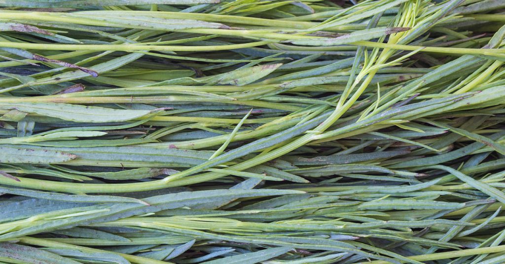 Pipicha Herb Growing & Care Guide - The Garden Magazine