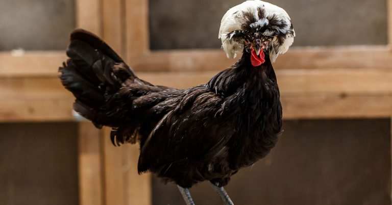 Polish Chickens Breed & Care Guide - The Garden Magazine
