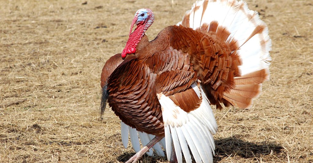 Bourbon Red Turkey Breed & Care Guide - The Garden Magazine